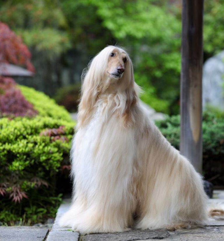 11 Independent Dog Breeds That Value Freedom and 11 Devoted Companions ...