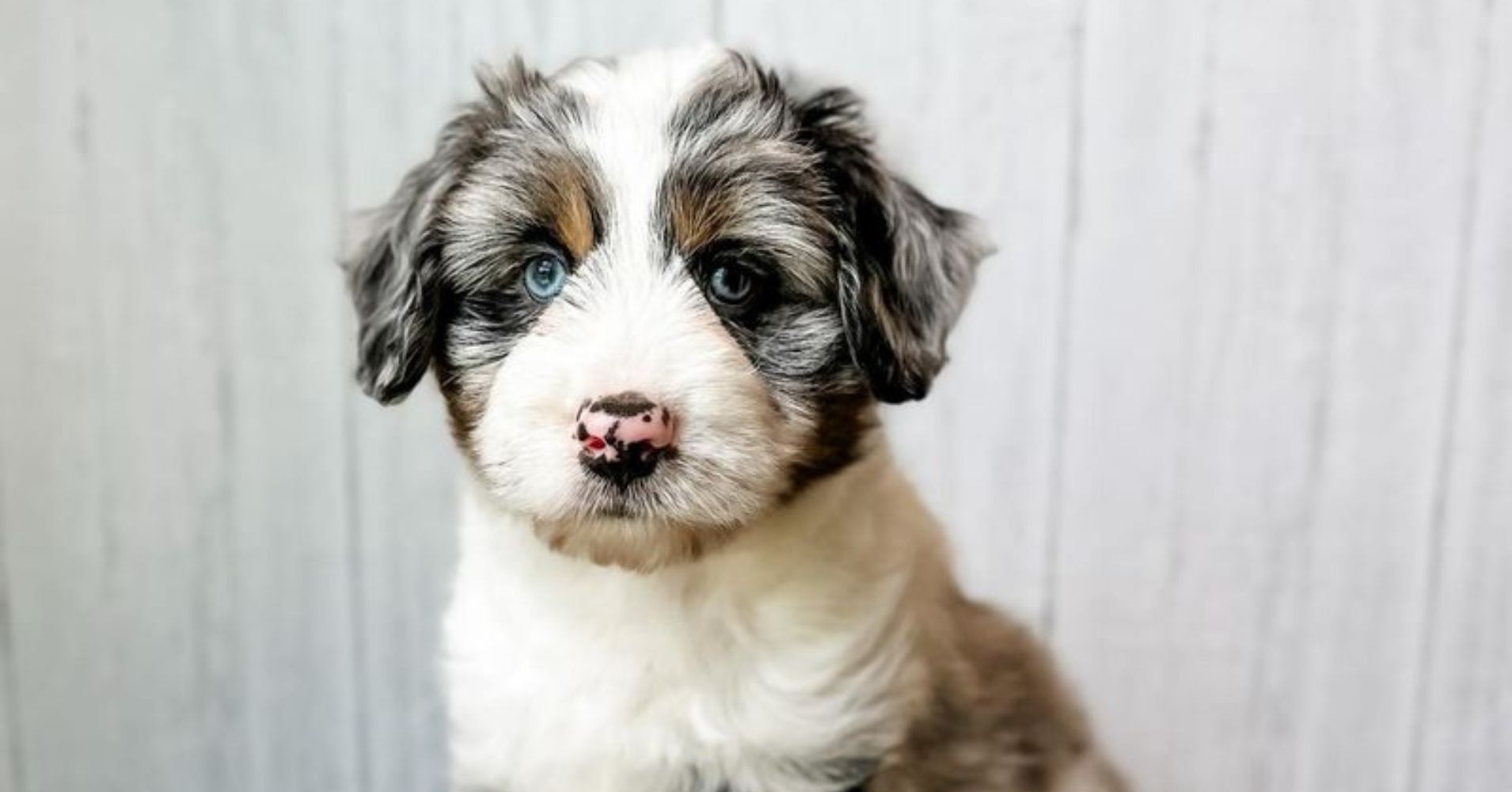 11 Most Popular Poodle Mixes, Ranked - Epic dogs tales