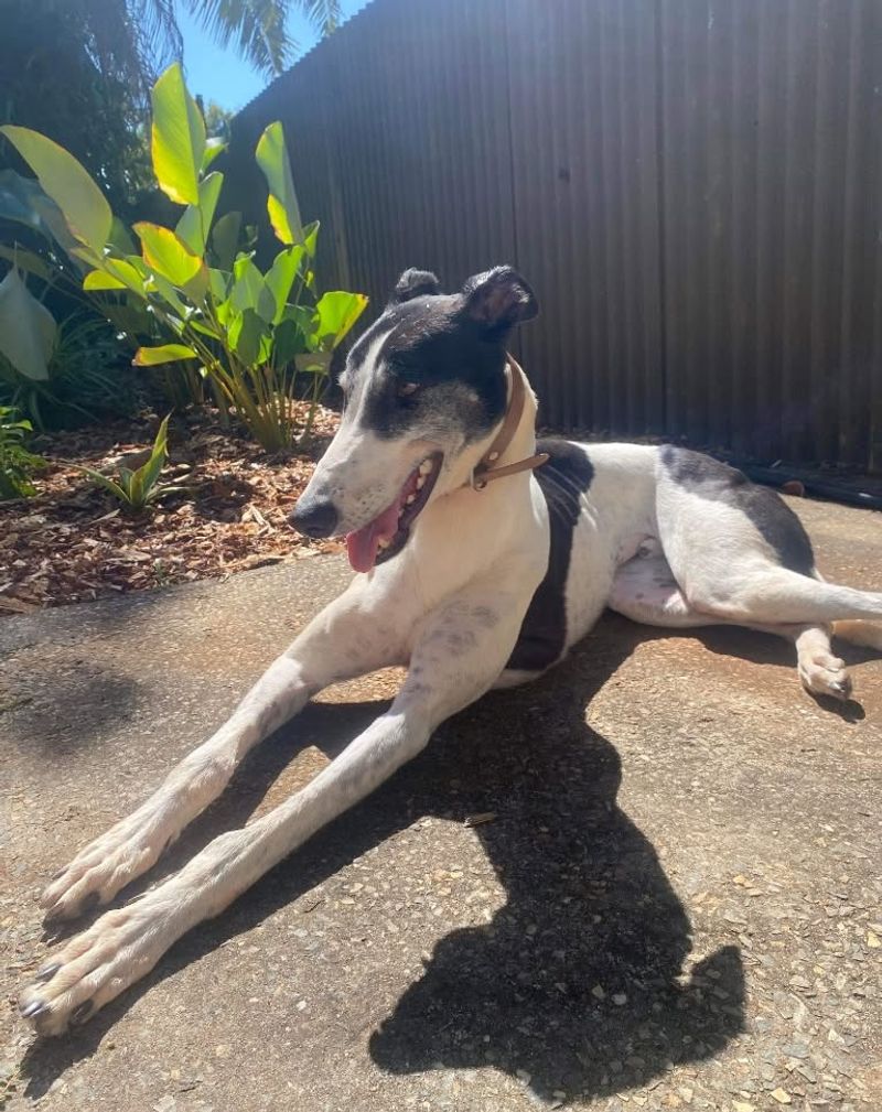 12 Dog Breeds Known for Their Strong Prey Drive — And Trouble With Cats ...