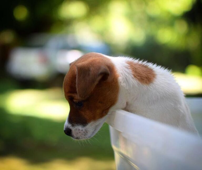 12 Dog Breeds That Lack the Patience for Emotional Support and 12 ...