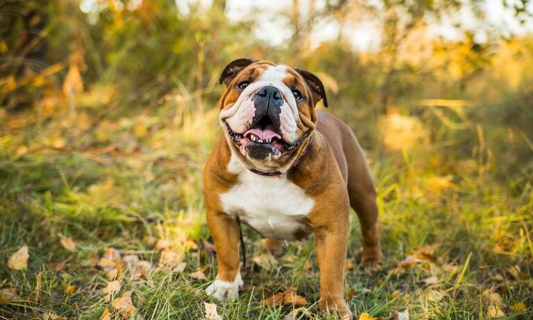 12 Dog Breeds That Look Tough — But Are Terrible at Guarding - Epic ...