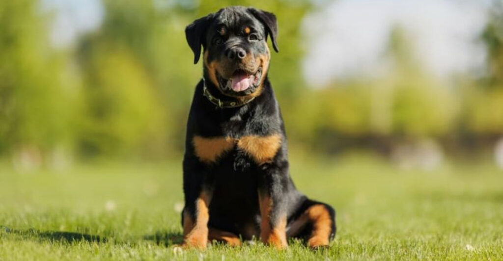 12 Dog Breeds With the Shortest Lifespans and 12 That Stay by Your Side ...