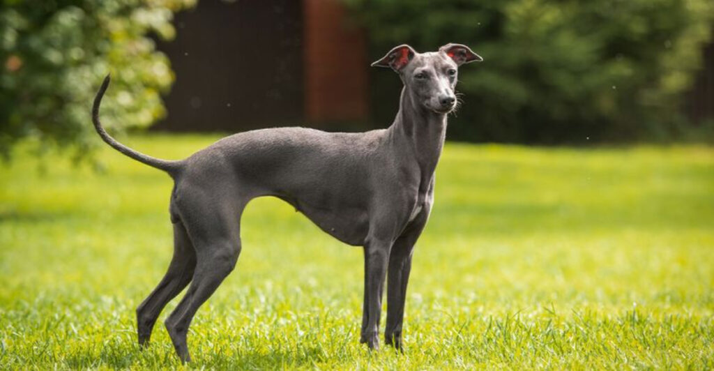 12 Italian Dog Breeds That Are Molto Bello - Epic dogs tales
