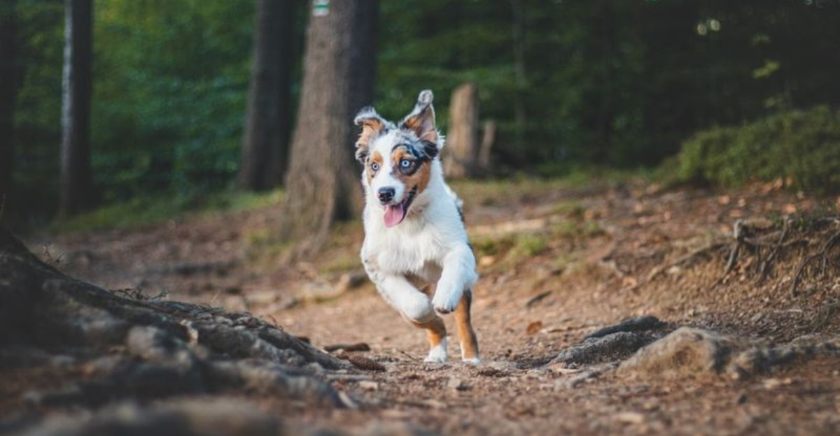 12 Signs Your Dog Is Truly Thriving — and 6 Subtle Clues They Crave ...