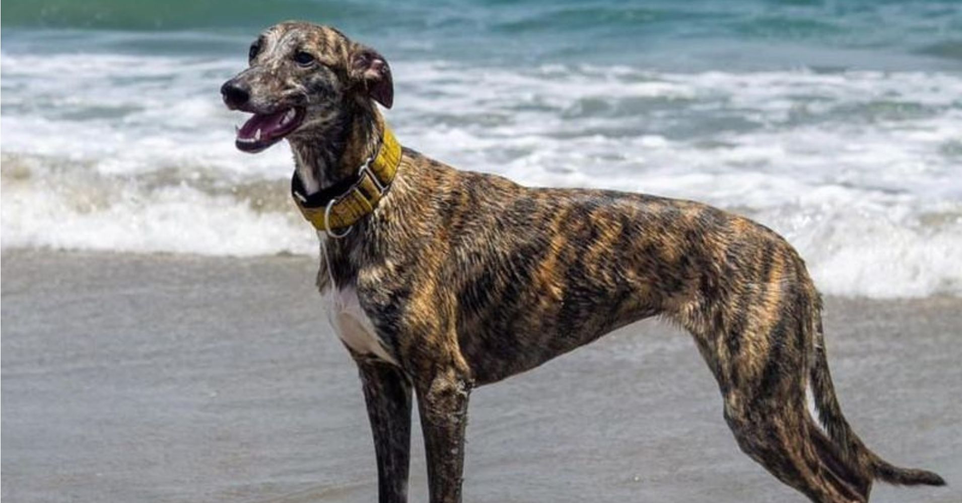 12 Stunning Brindle Dog Breeds That Are as Unique as They Are Loyal ...