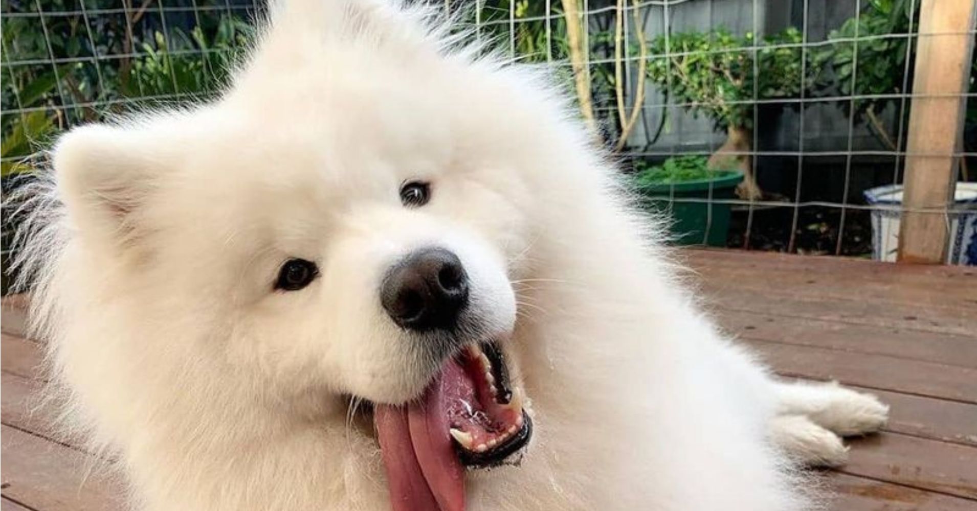 13 Cuddly Dog Breeds That Look Just Like Adorable Teddy Bears - Epic ...