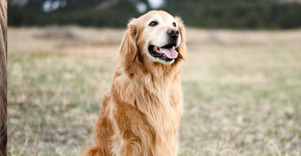 13 Dogs That Think Twice — and 13 That Jump Right In - Epic dogs tales