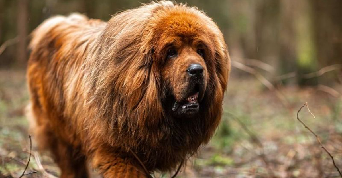 13 Protective Dog Breeds That Will Always Watch Over Their Owners ...