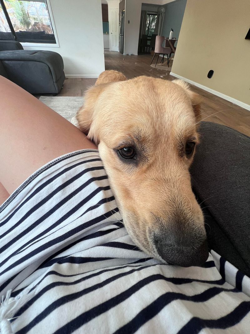 14 Amazing Ways Dogs Sense When You Need Comfort – And Gently Show Up ...