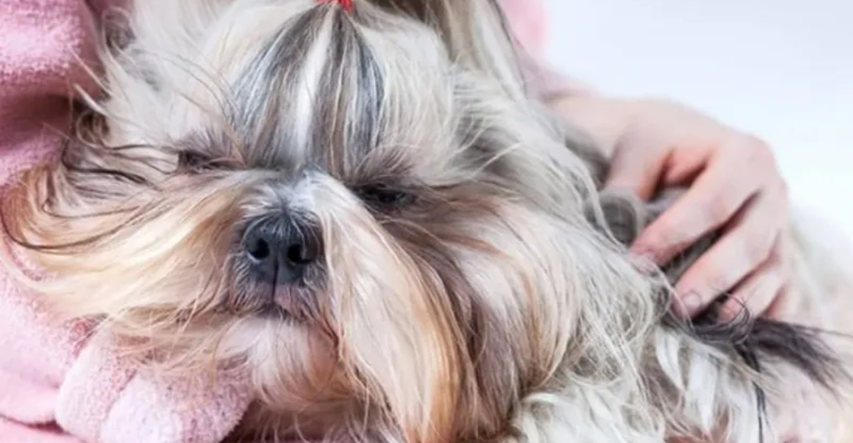 14 Beautiful Ways Dogs Comfort Us When We Need It Most – Without Saying ...