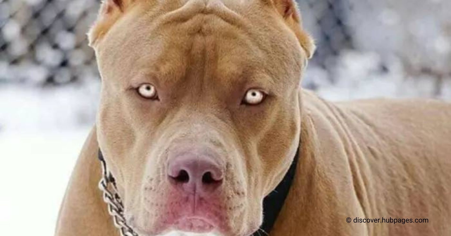 14 Dog Breeds Most Similar to Pit Bulls - Epic dogs tales
