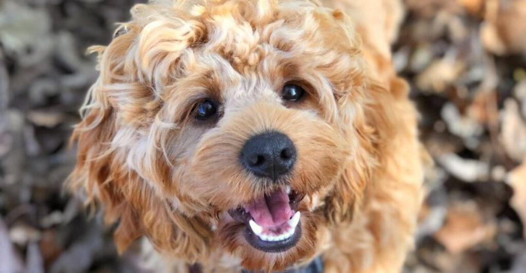 14 Doodle Mixes That Steal Hearts And Turn Heads - Epic dogs tales