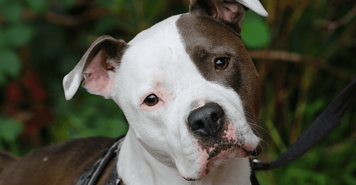 14 Pros and Cons of Owning a Pit Bull Terrier – The Truth Behind the ...