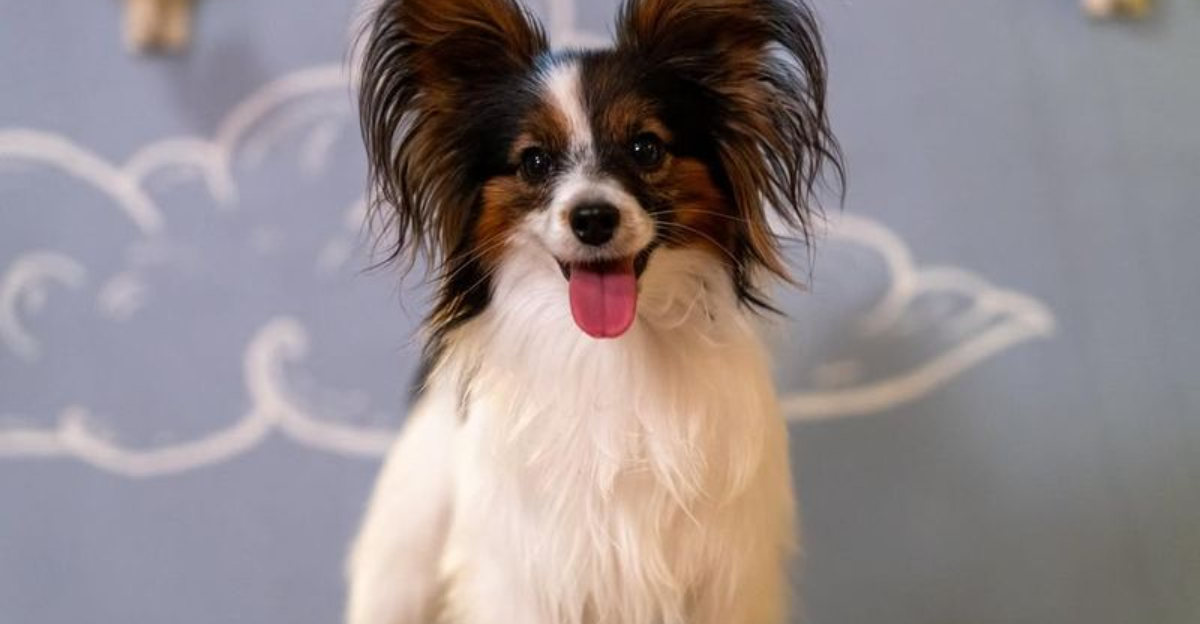 14 Surprisingly Smart Dog Breeds That People Constantly Underestimate ...