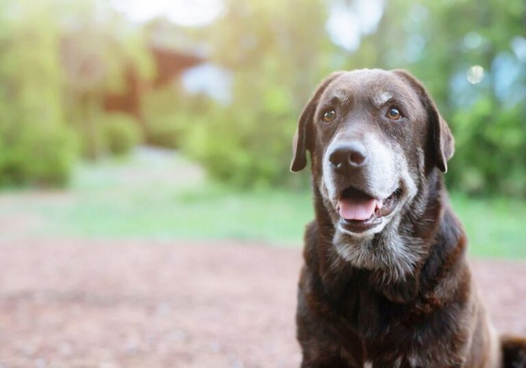 14 Things You Didn’t Know About the Dog Aging Project — And How It ...