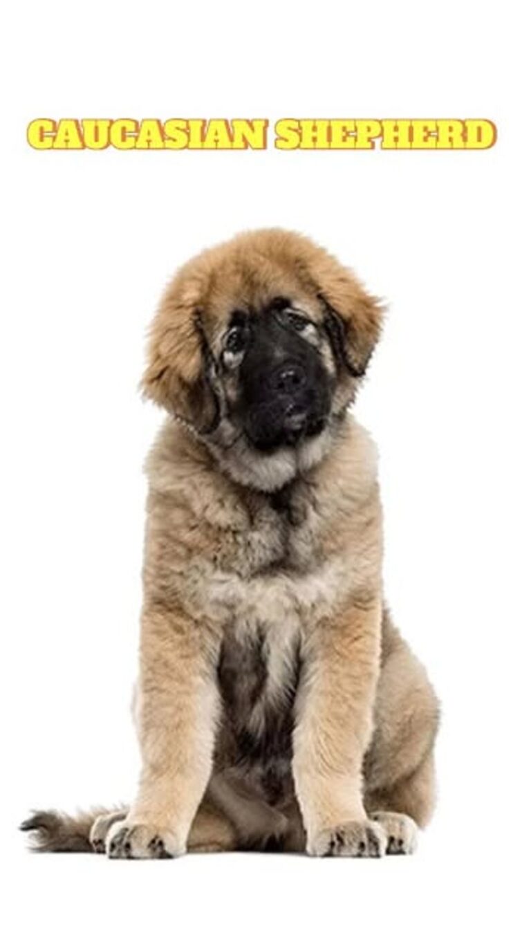 15 Dog Breeds Bred to Guard, Defend, and Survive the Toughest ...