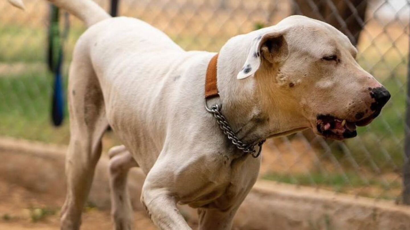 15 Dog Breeds Often Associated with Aggression — and What You Should ...