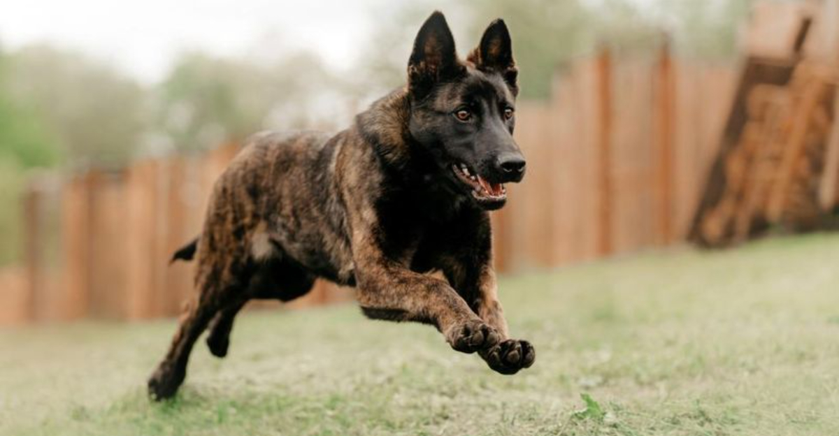 15 Dog Breeds That Act Just Like German Shepherds — Smart, Loyal ...