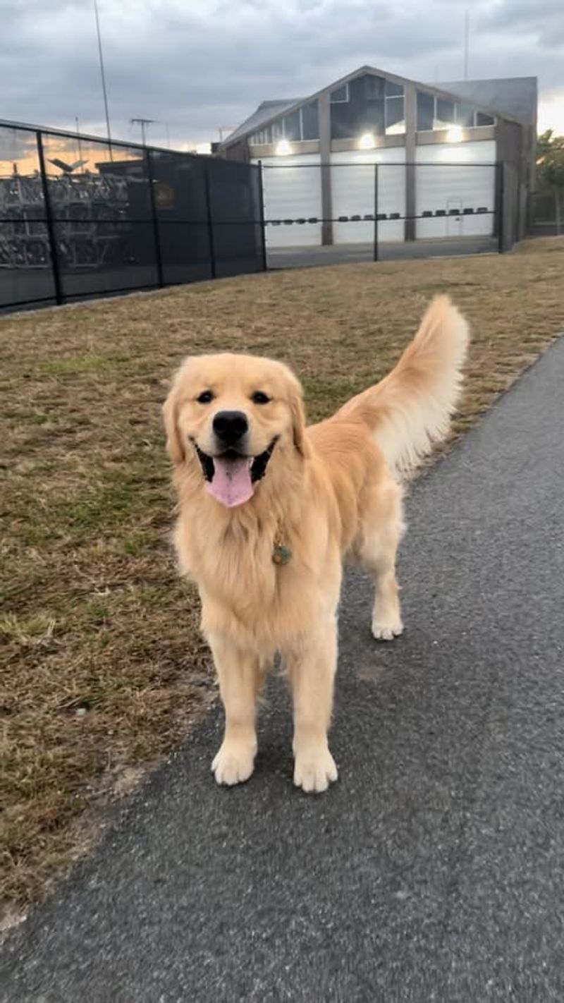 15 Dog Breeds That Love to Please — and Constantly Impress With Their ...