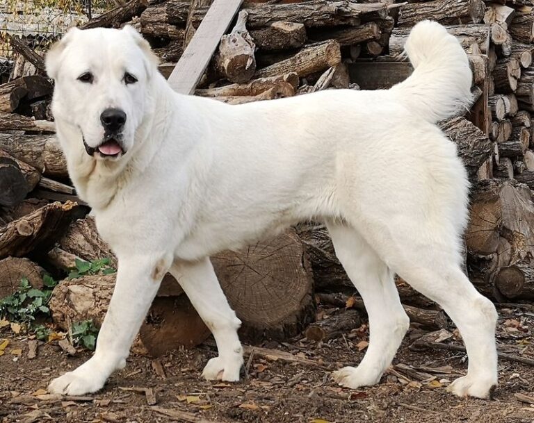 15 Legendary Dog Breeds Bred for War, Protection and Survival Through ...