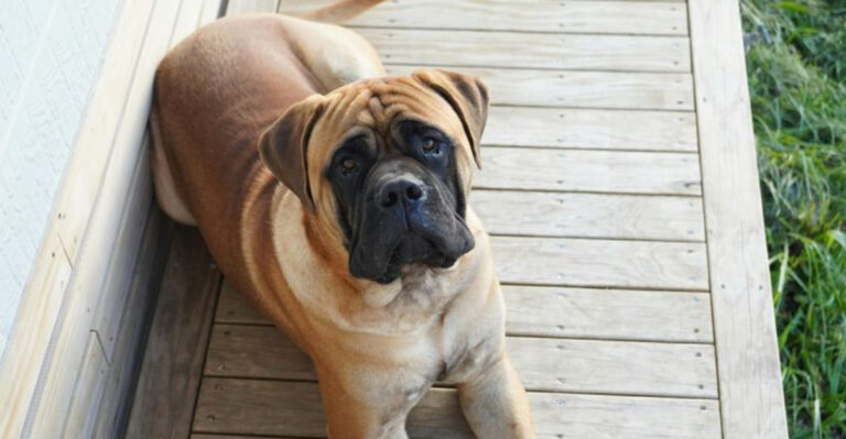 15 Legendary Dog Breeds Bred for War, Protection and Survival Through ...
