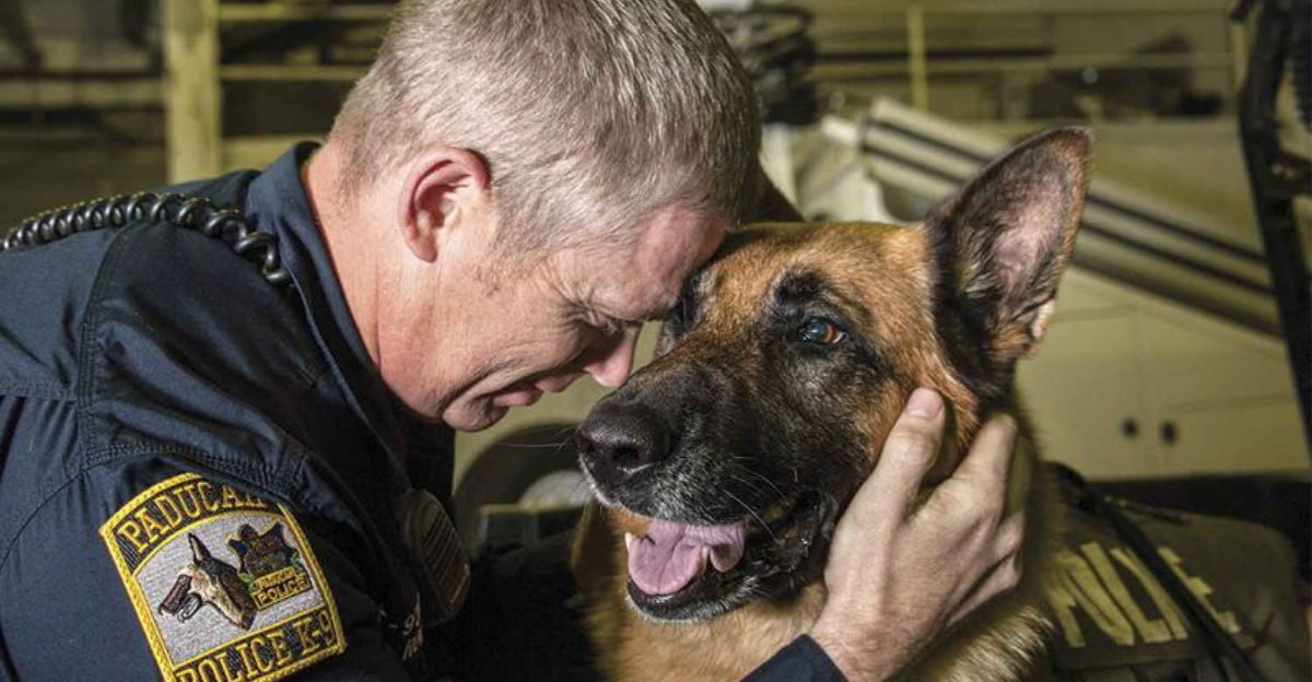 15 Things People Get Totally Wrong About Police Dogs – And the Truth ...
