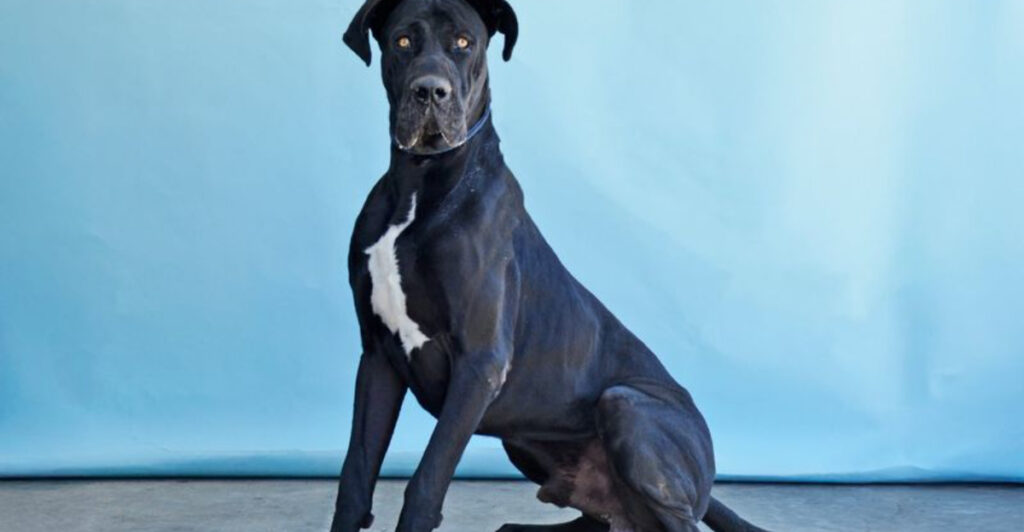 16 Brave Dog Breeds That Would Protect You No Matter What - Epic dogs tales