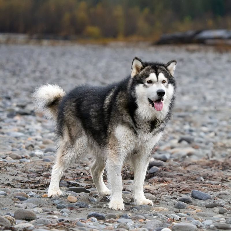 16 Dog Breeds That Descended from Wild Wolves – Nature’s Fiercest and ...