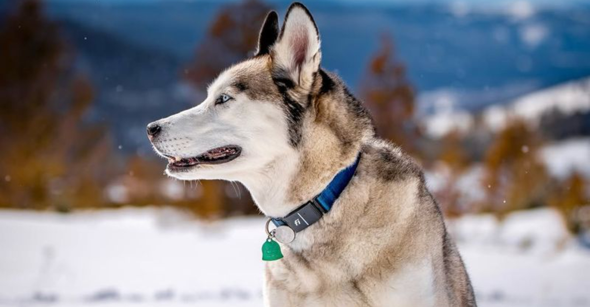 16 Dog Breeds That Descended from Wild Wolves – Nature’s Fiercest and ...
