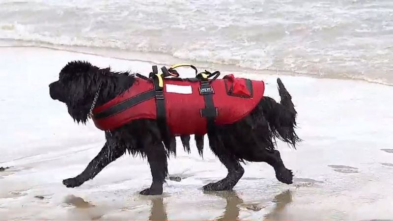 16 Mammoth Dog Breeds – And Expert Tips on How to Raise These Gentle ...