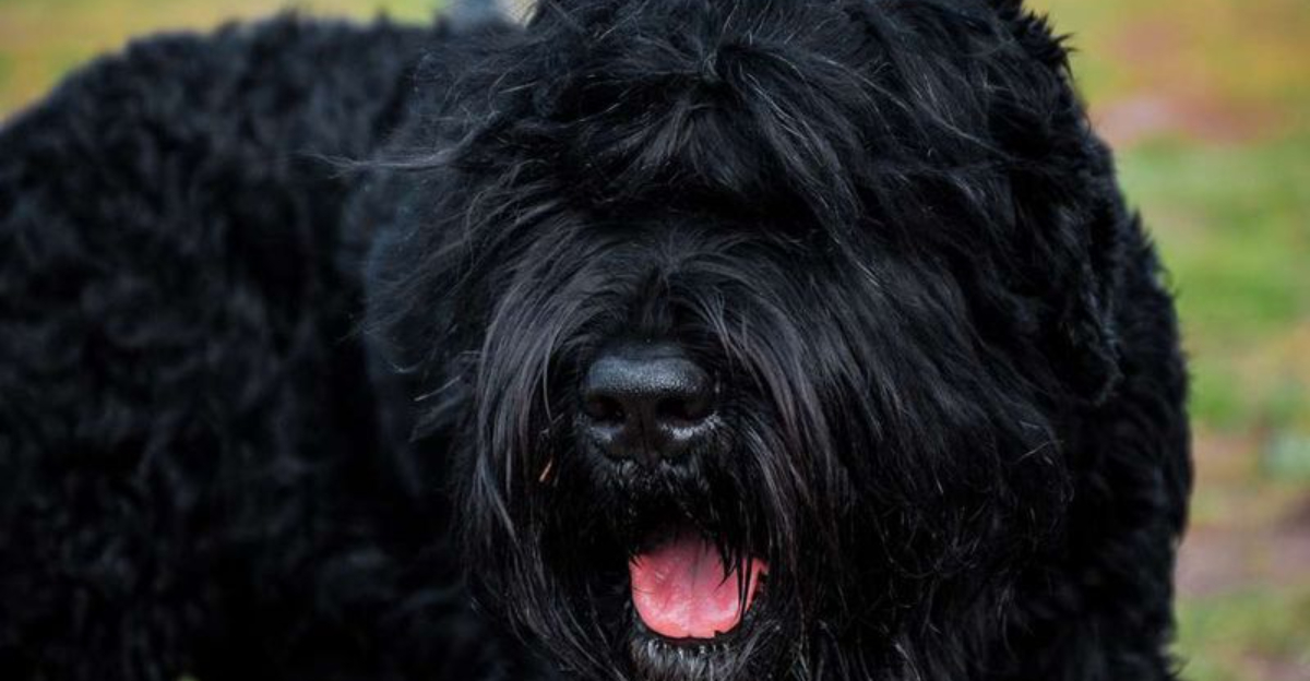 16 Mammoth Dog Breeds – And Expert Tips on How to Raise These Gentle ...