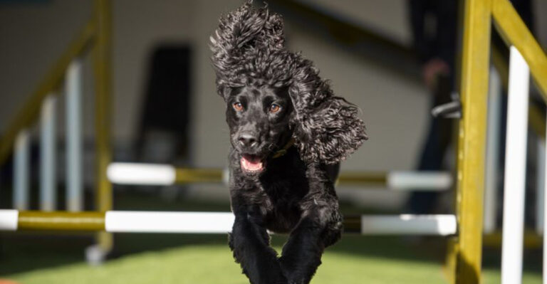 16 Most Obedient and Well-Behaved Dog Breeds – Calm, Loyal, and Easy to ...