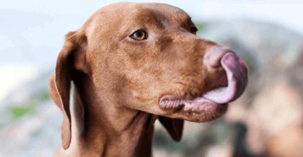 16 Subtle Signs Your Dog Is Hiding Stress You Might Not Notice - Epic ...