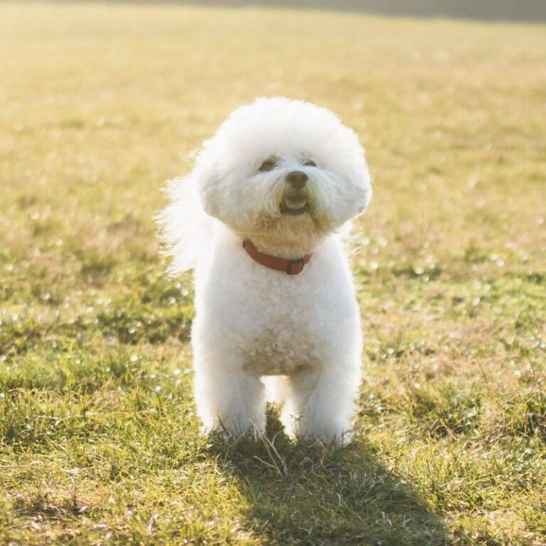 17 Best Dog Breeds That Don’t Shed and Are Incredibly Easy to Live With ...