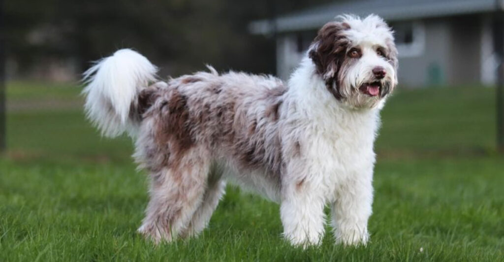17 Cockapoos, Cavapoos, Labradoodles and Other “Poodles and Doodles ...