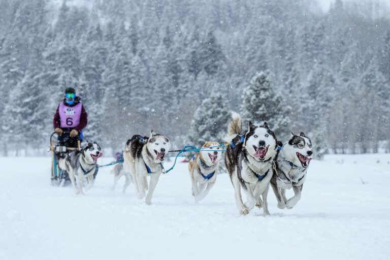 17 Dog Breeds Built to Conquer the Wilderness with Strength and Stamina ...