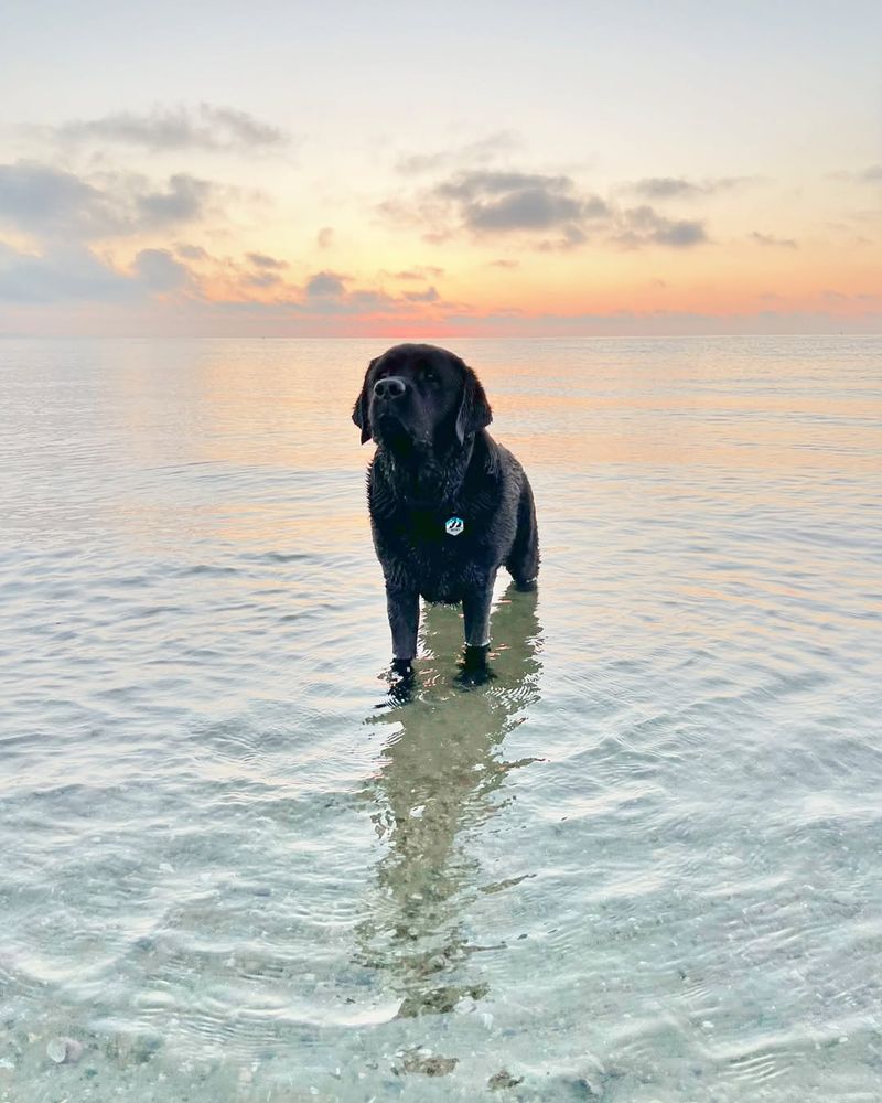 17 Dog Breeds That Have Been a Comfort Through Life’s Ups and Downs ...