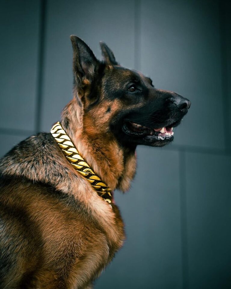 17 Dog Breeds That Naturally Take the Lead in Any Pack - Epic dogs tales