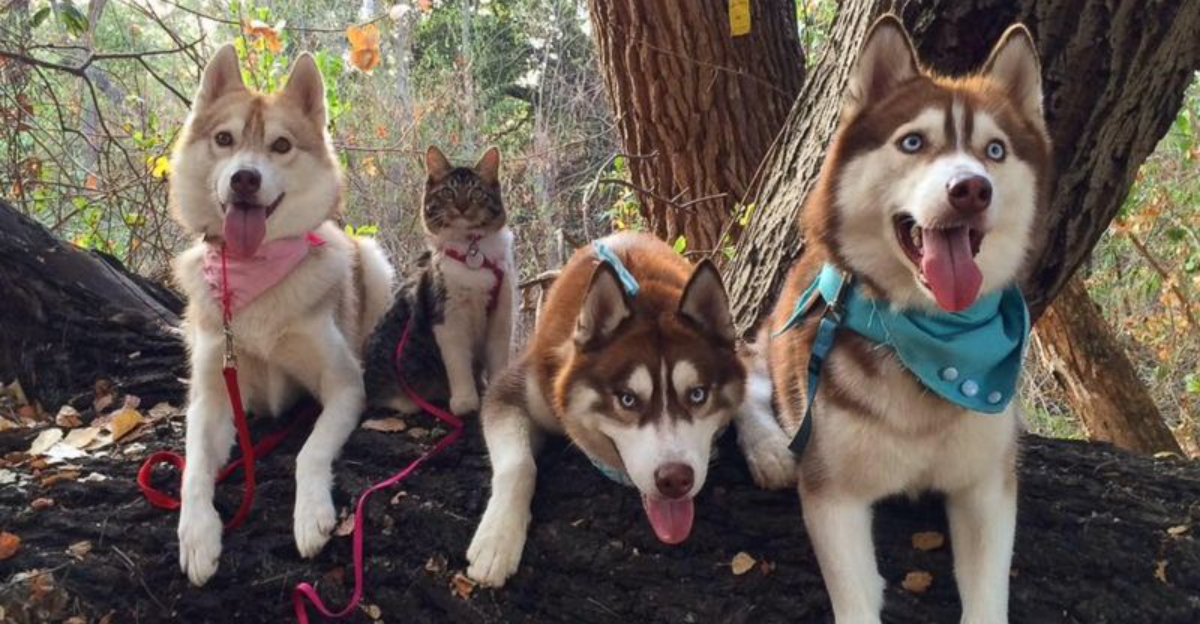 17 Dog Breeds That Struggle to Get Along With Smaller Pets — Due to ...