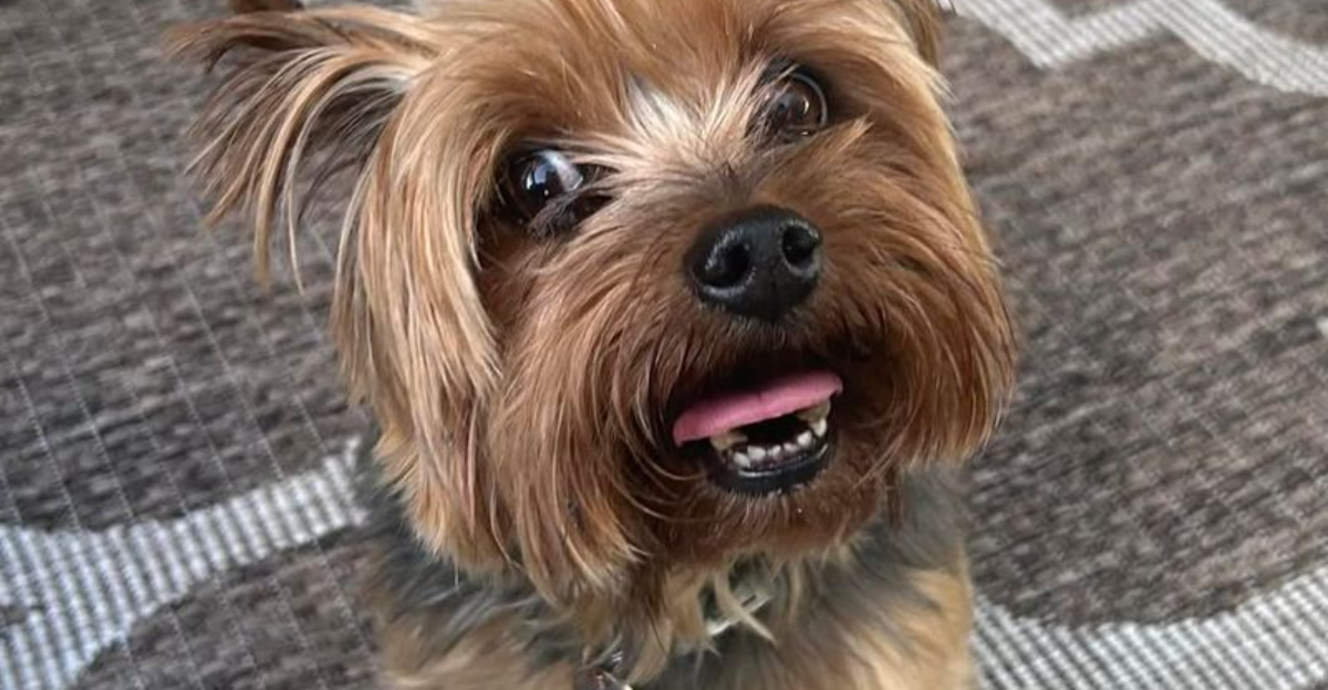 17 Rescue Dog Breeds That Will Always Love You for That Second Chance ...