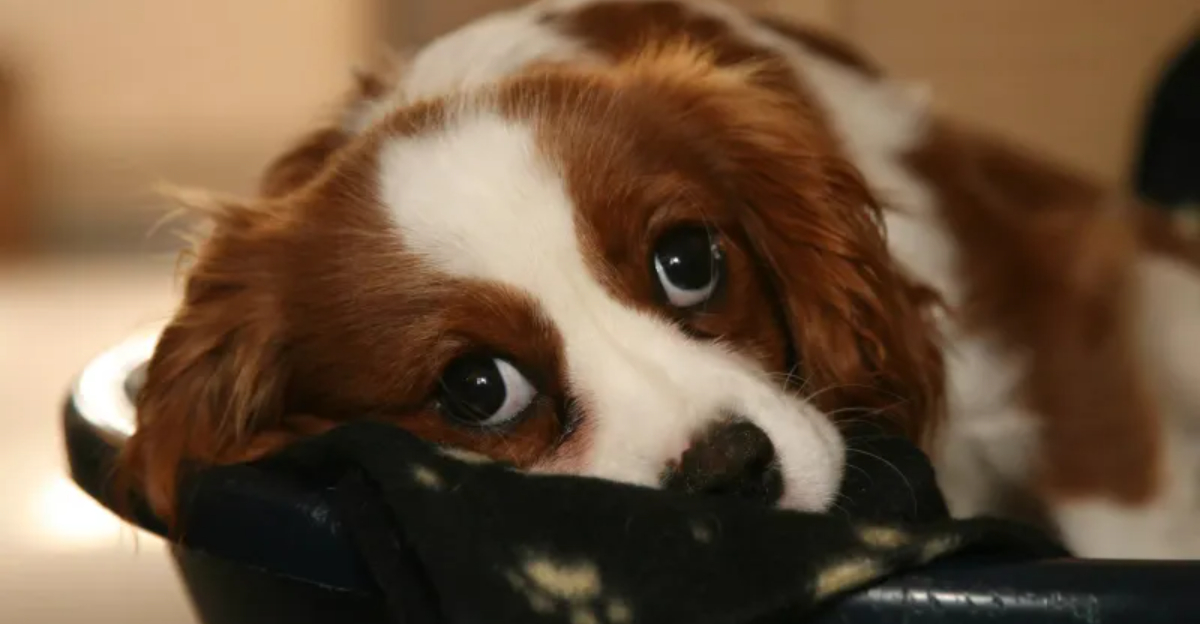 17 Subtle Signs Your Dog May Be Unhappy – And How to Help Them Feel ...