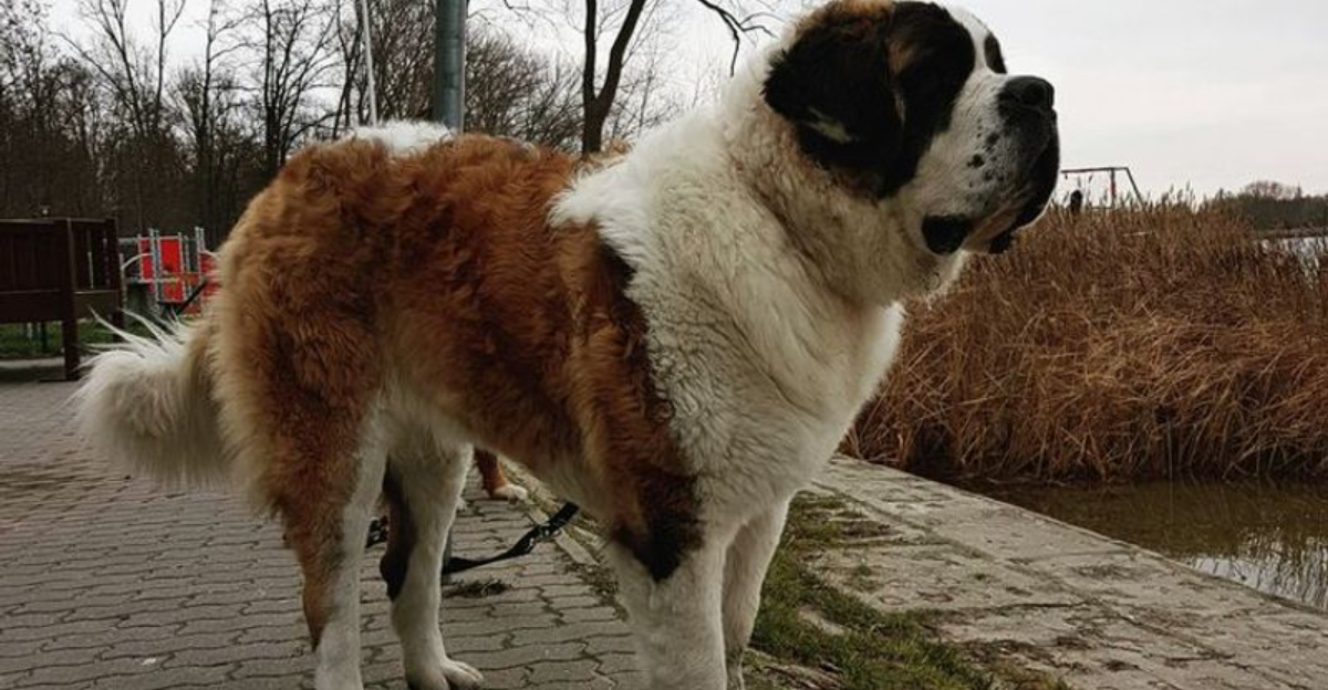 17 of the Strongest Dog Breeds in the World – Power, Endurance, and ...