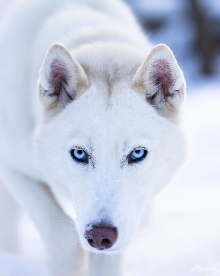 18 Beautiful Dog Breeds with Stunning Blue Eyes - Epic dogs tales