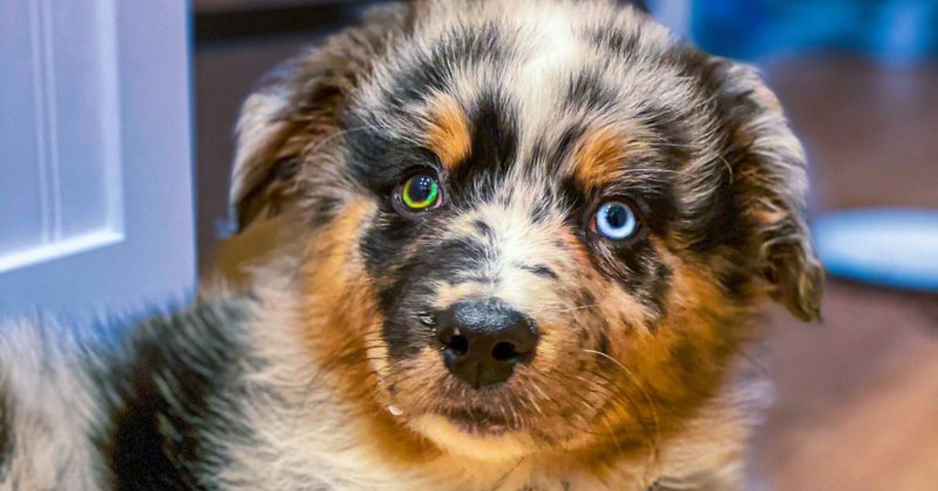 18 Beautiful Dog Breeds with Stunning Blue Eyes - Epic dogs tales