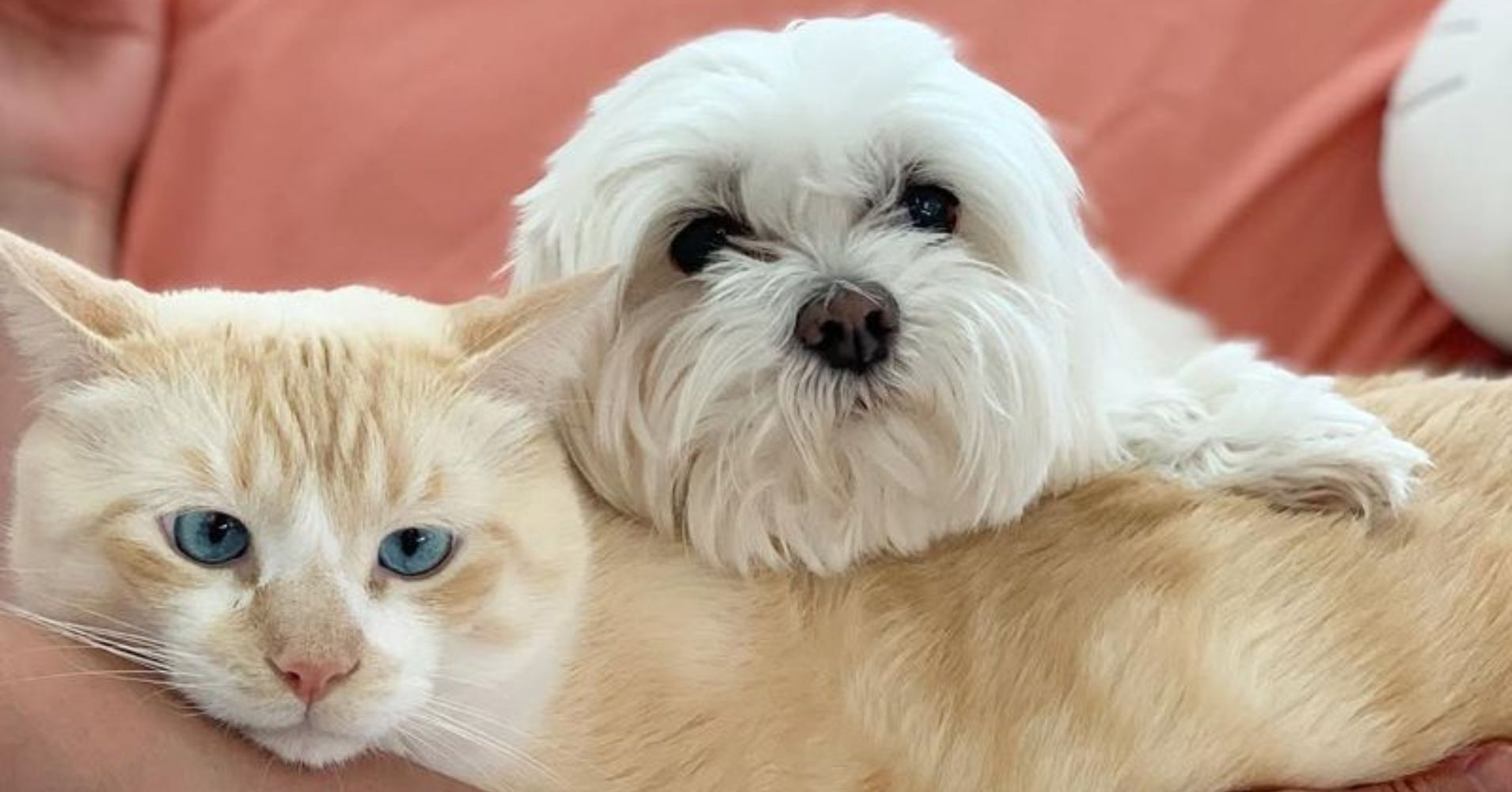 18 Dog Breeds That Are Natural Besties With Cats – Peaceful, Friendly ...