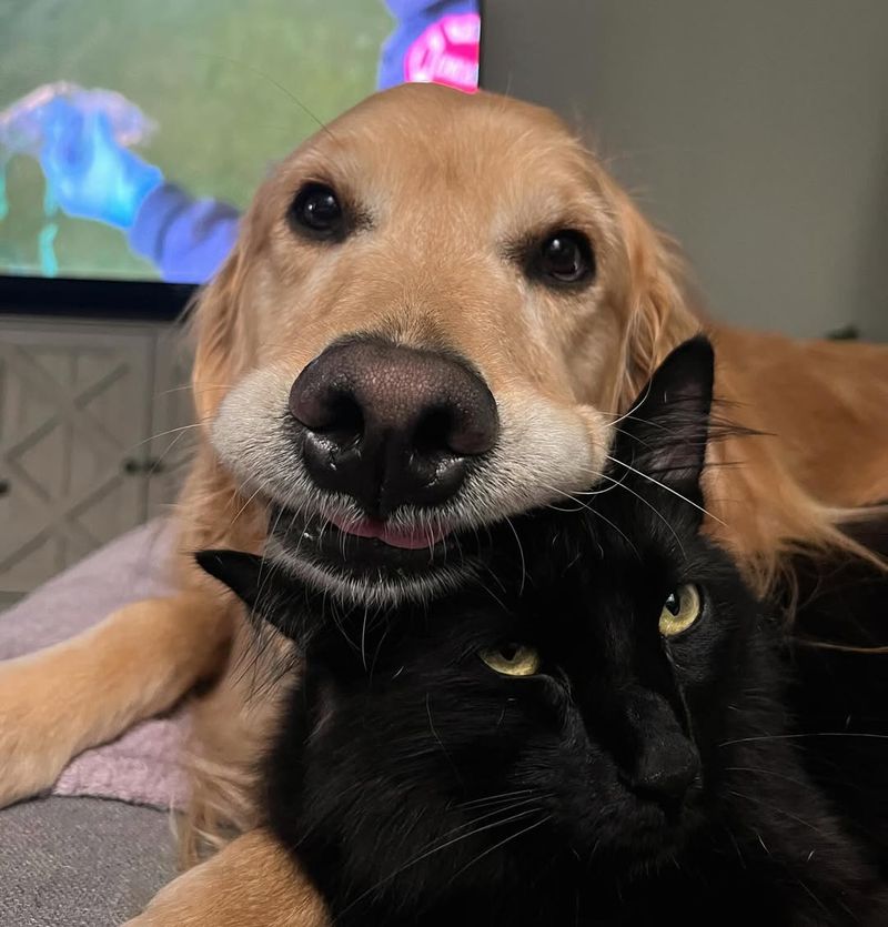 18 Dog Breeds That Are Natural Besties With Cats – Peaceful, Friendly ...