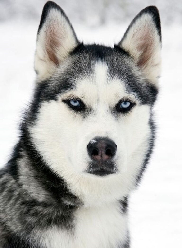 18 Dog Breeds That Are Too Demanding - Epic dogs tales