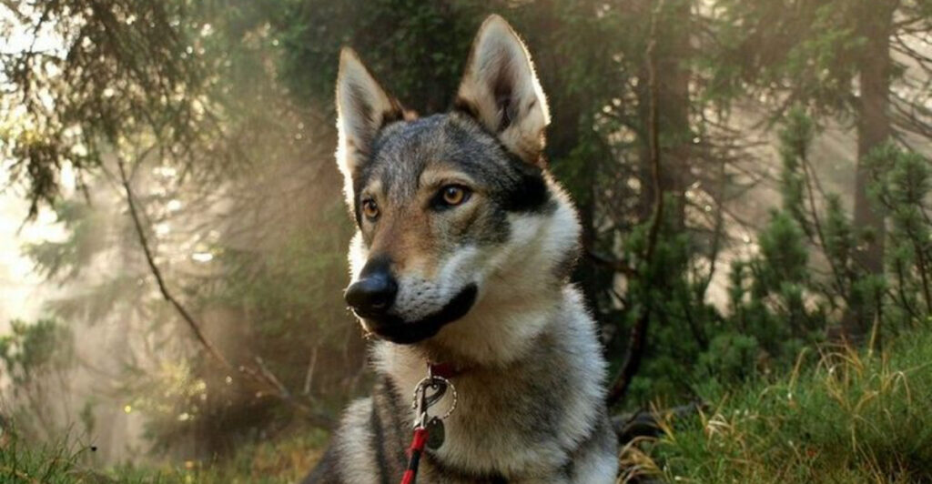 18 Ferocious Looking Dogs Who Look Like Wild Wolves But Are Sweet ...