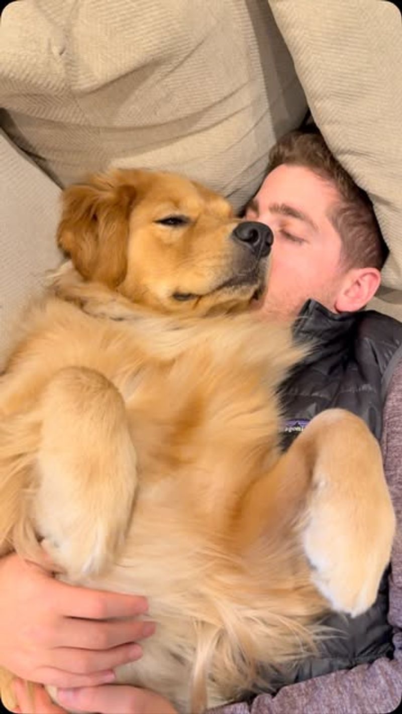 19 Dog Breeds That Absolutely Love to Cuddle – And Will Stick to You ...