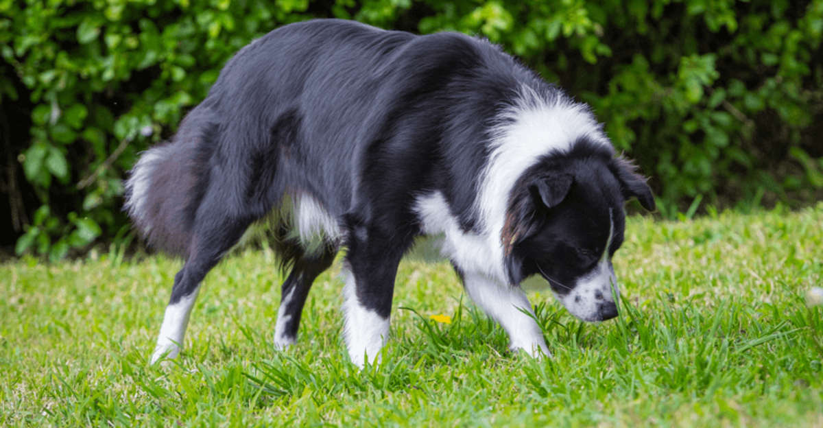 19 Dog Breeds With an Exceptional Sense of Smell — Nature’s Best ...